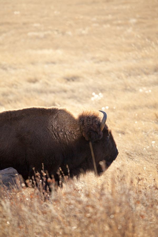 Wild american bison stock image. Image of dakota, mammal - 19312061