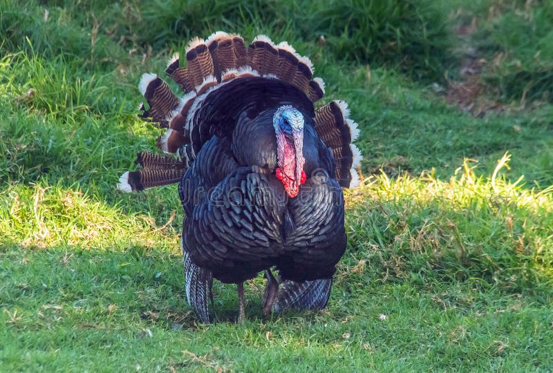 Wild American Bronze Turkey Breed in the Greens Stock Image - Image of ...