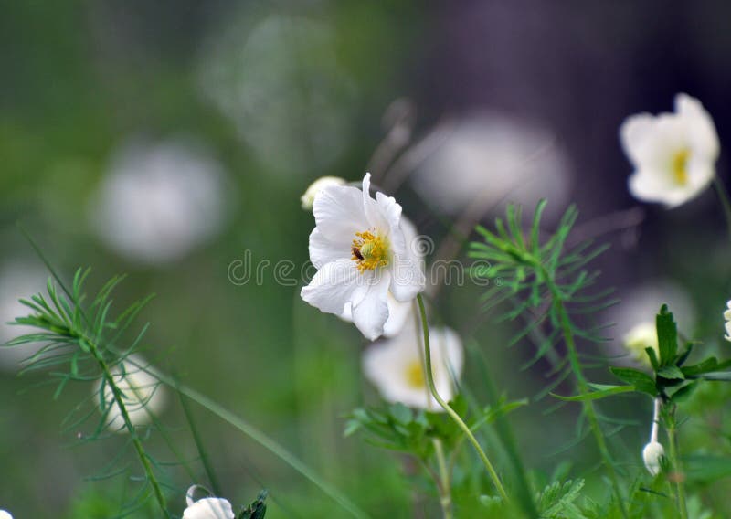 In the Wild, Anemone Sylvestris Blooms in the Forest Stock Photo ...