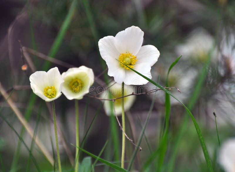 In the Wild, Anemone Sylvestris Blooms in the Forest Stock Image ...