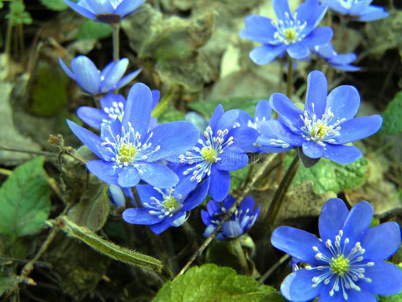 Wild anemones in spring stock image. Image of bloom, delicate - 48193643