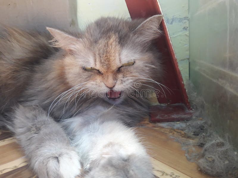 Wild Angry Cat Attack in the Flat Stock Photo - Image of attack, flat ...