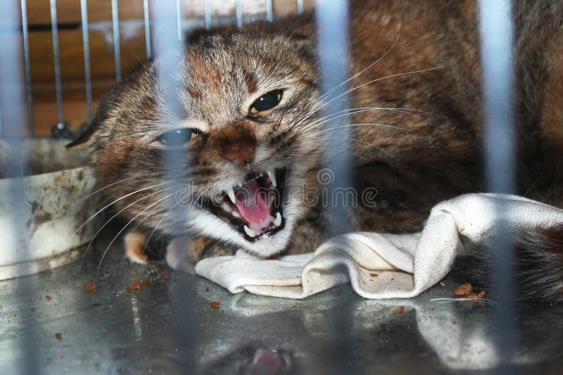 Angry Cat in a Cage stock photo. Image of wildcat, mammal - 355753234
