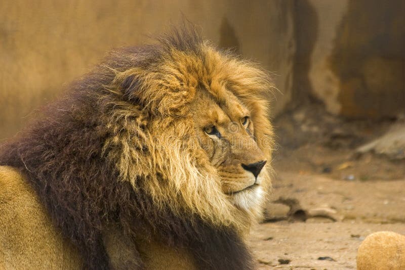 Wild Animal stock image. Image of salvage, tropical, black - 514557