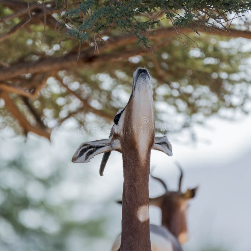 Wild Animal Arabian Ghazal in Desert Stock Photo - Image of gemsbok ...