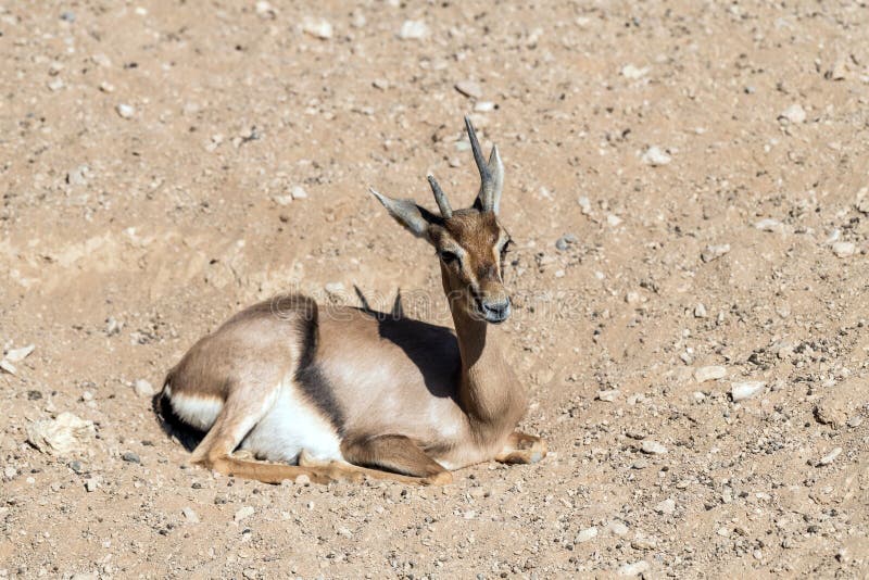 Wild Animal Arabian Ghazal in Desert Stock Image - Image of endangered ...