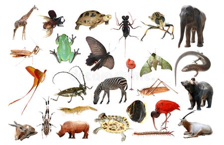 Wild animal collection stock photo. Image of background - 12241372