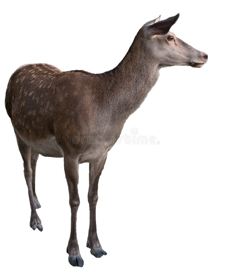 Wild animal deer stock image. Image of wild, mammal, cervus - 67368777