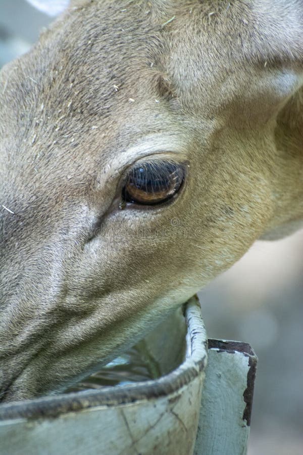 Wild Animal Doe Eye. Animal Eye Stock Photo - Image of antler, winter ...