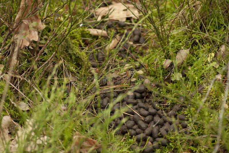 Wild animal droppings stock photo. Image of animals - 175583958