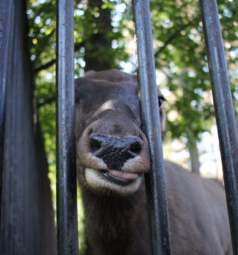 Moose from Behind in the River Stock Image - Image of moose, foret ...