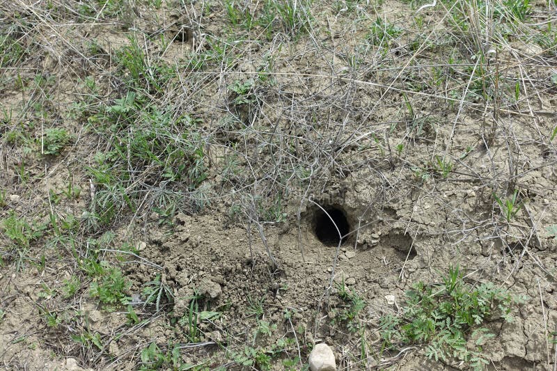 Wild Animal Nest, Snake Nest in Nature, Snake Hole Stock Photo - Image ...