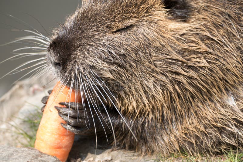 Nutria farm on a river stock photo. Image of caviomorpha - 177959234