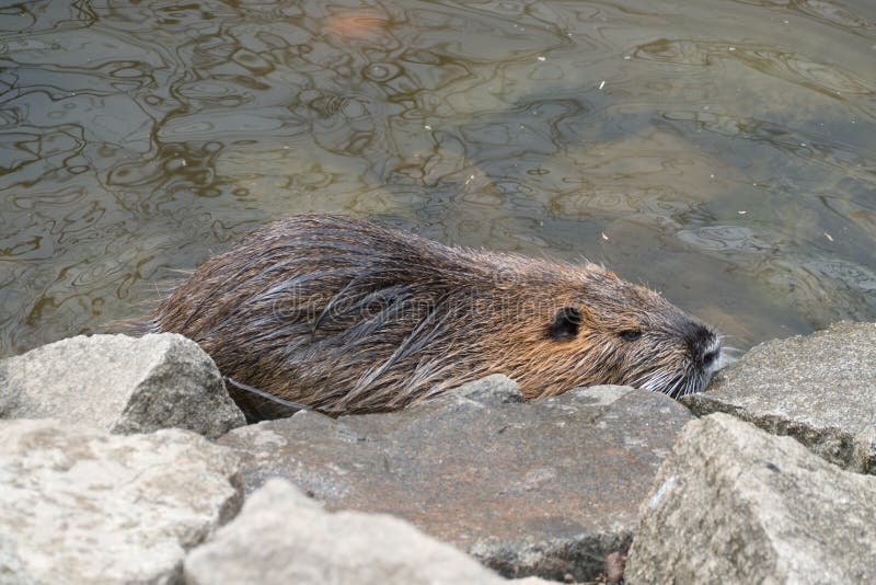 Nutria farm on a river stock photo. Image of eating - 177959554