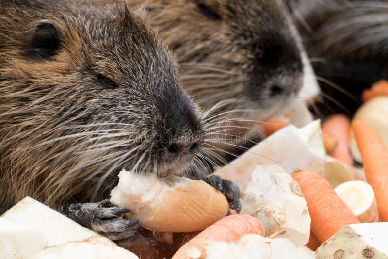Nutria farm on a river stock photo. Image of africa - 177962444