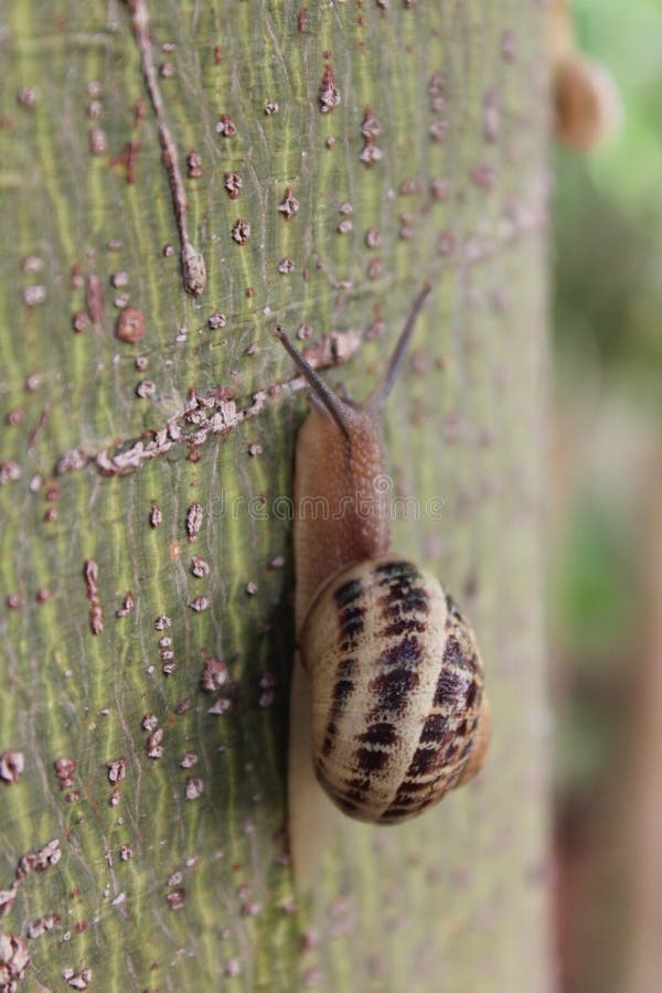 Snale stock image. Image of sliding, farming, snale - 198716899