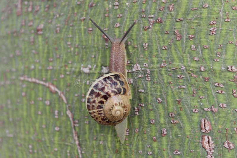Snale stock image. Image of wild, plants, snale, sliding - 198716913