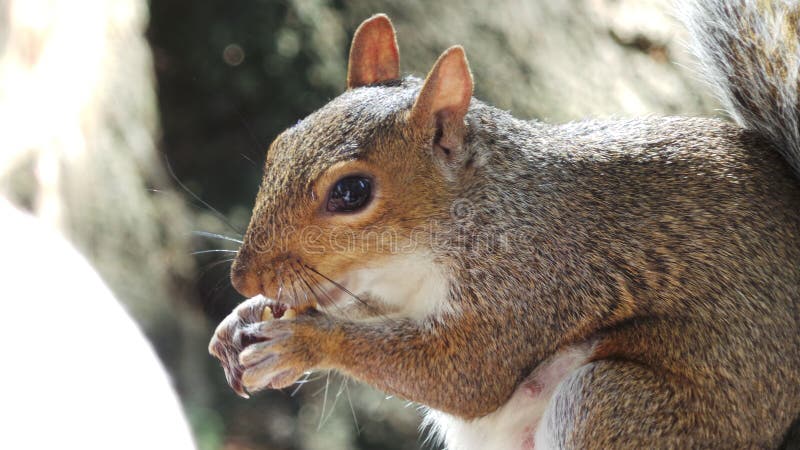 Wild Animal Squirrel on a Hand Stock Image - Image of forest, squirrel ...