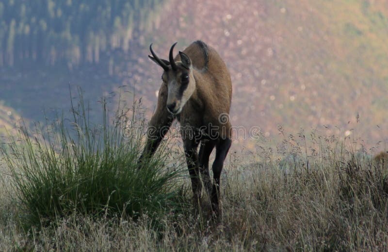Wild Animal on Top of Mountains Stock Image - Image of mountains ...