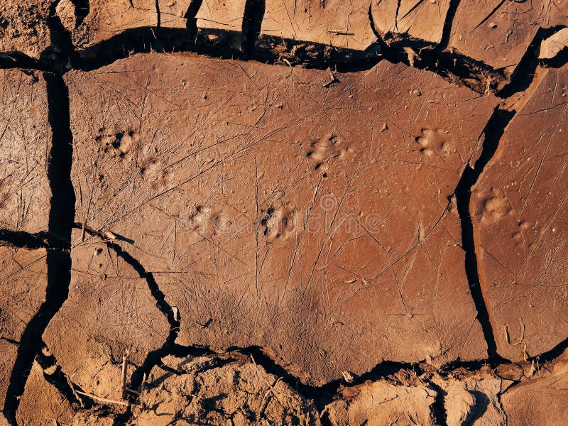 Wild Animal Tracks in Dried Mud Stock Photo - Image of animal, wild ...