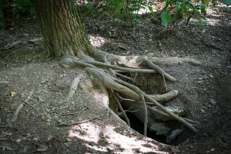 Burrow in tree roots stock photo. Image of lair, forest - 112575710