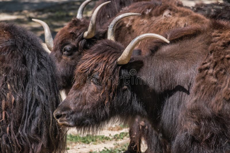 Adult Big Yak Head stock image. Image of himalayas, large - 41773437