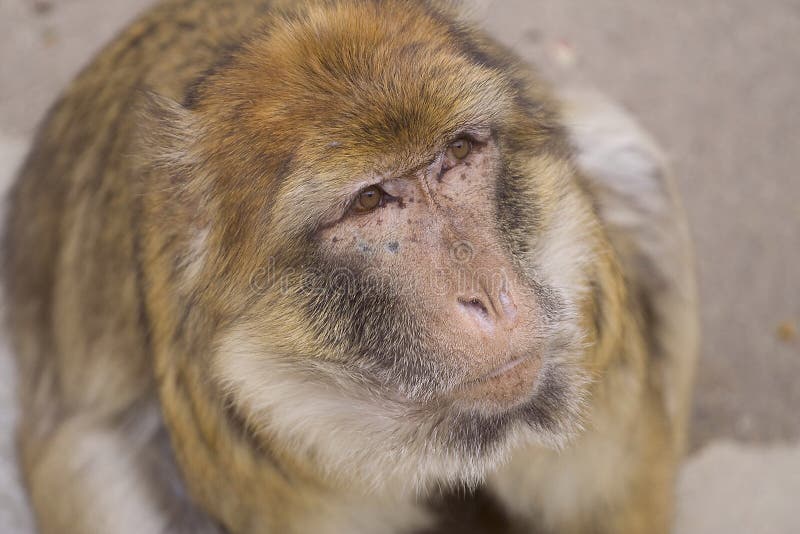 Wild animals stock image. Image of frown, onsen, primate - 6211843