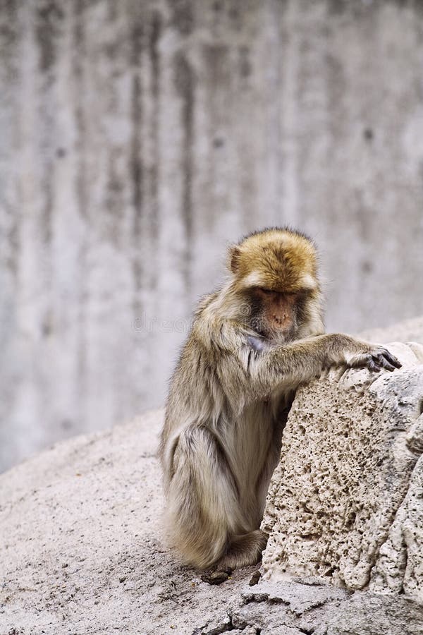 Wild animals stock photo. Image of frown, habitat, asian - 6211866