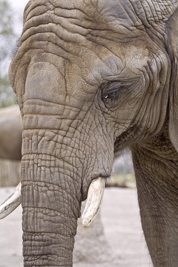 Wild animals stock photo. Image of look, strong, maximus - 7341144