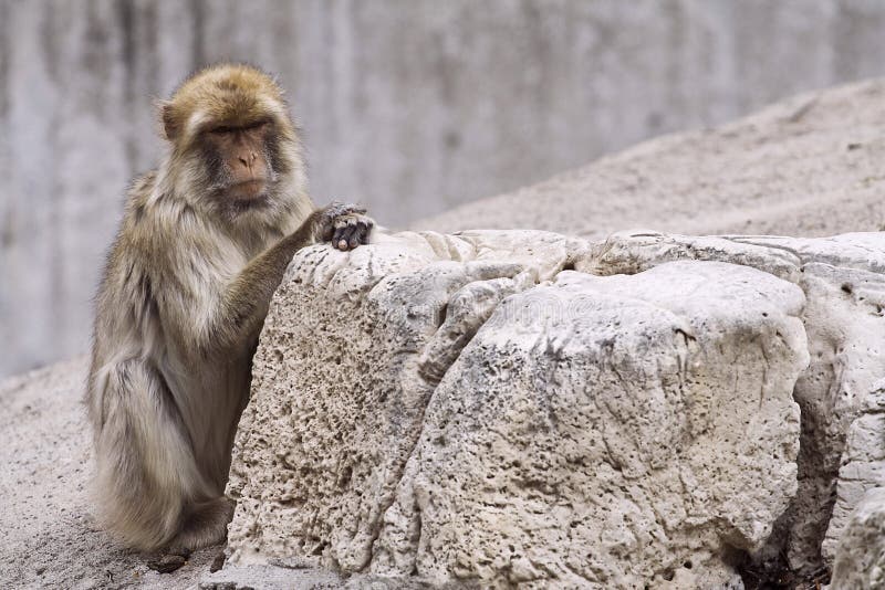 Wild animals stock image. Image of monkey, alone, wild - 7344129