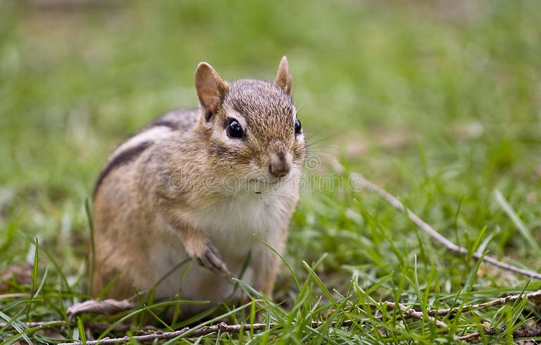 153,203 Small Wild Animals Stock Photos - Free & Royalty-Free Stock ...