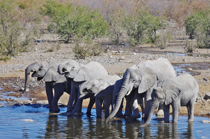 Wild Animals of Africa: Group of Elephants Stock Photo - Image of ...