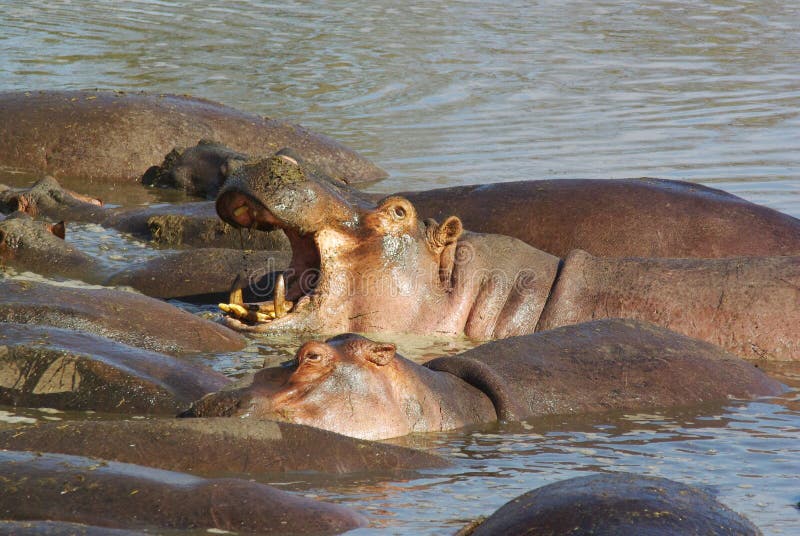 Wild Animals of Africa: Hippos Stock Photo - Image of national, namibia ...