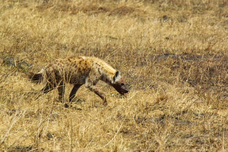 Wild Animals of Africa: Hyena Stock Image - Image of national, africa ...