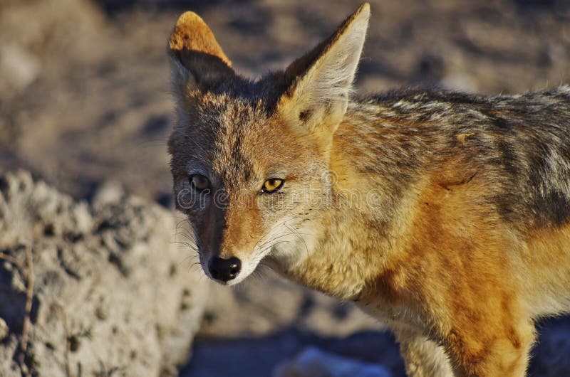 Wild Animals of Africa: the Jackal Stock Image - Image of mammal ...