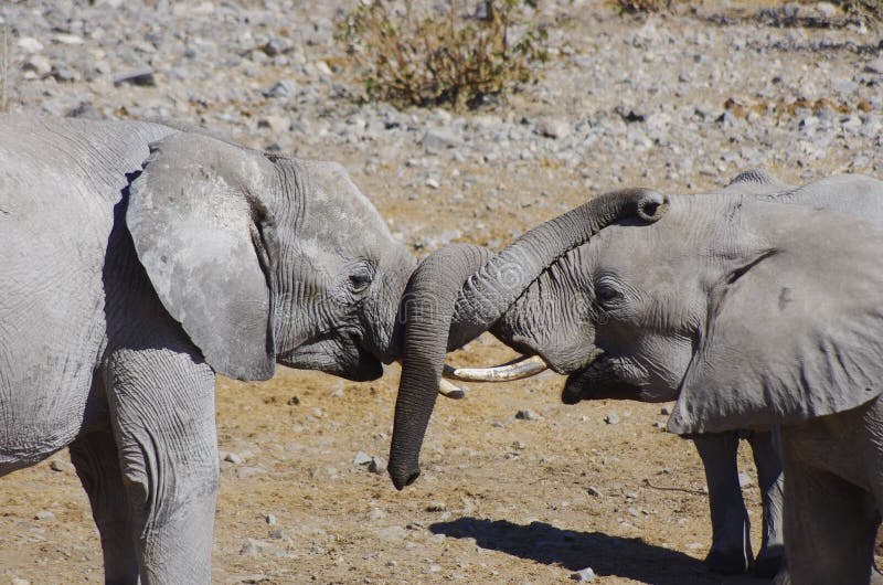 Wild Animals of Africa: Two Young Elephants Playing Stock Photo - Image ...
