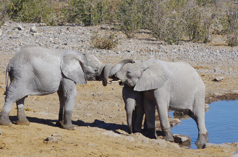 Wild Animals of Africa: Two Young Elephants Playing Stock Image - Image ...