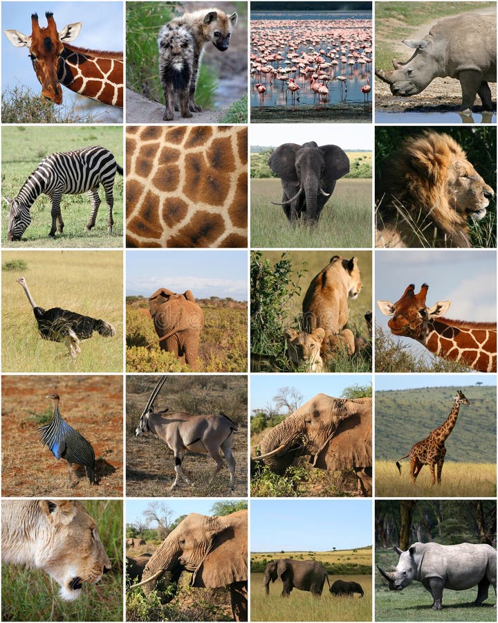 Wild animals collage stock photo. Image of animal, endangered - 44947290