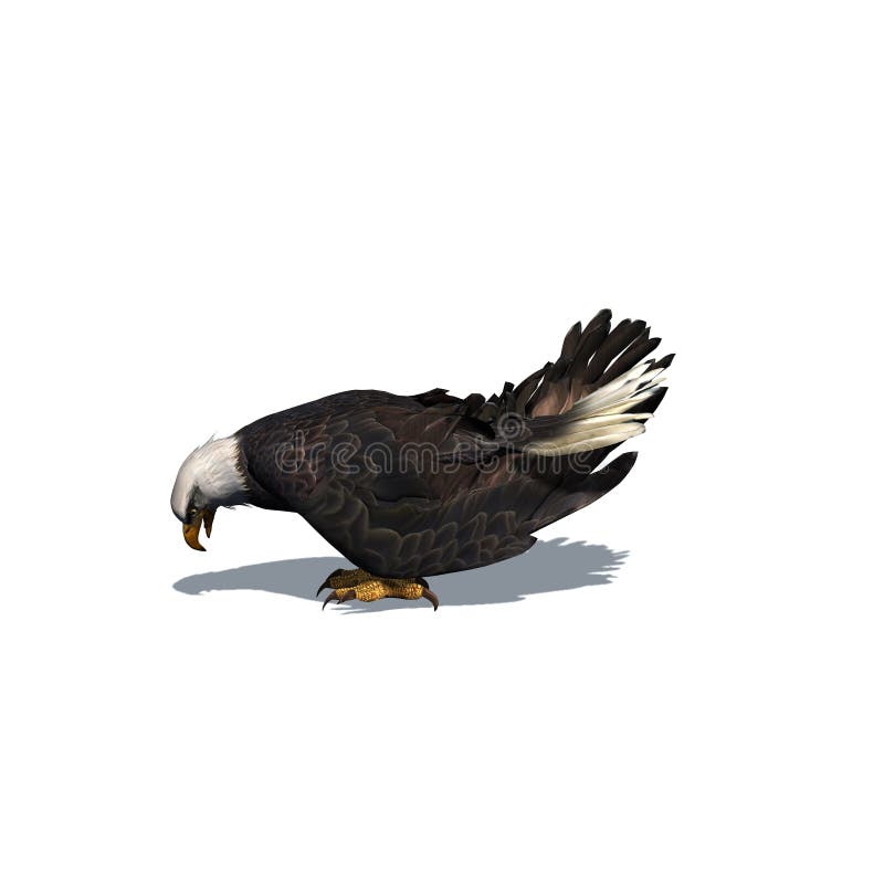 Wild Animals - Eagle with Shadow on the Floor - Isolated on White ...