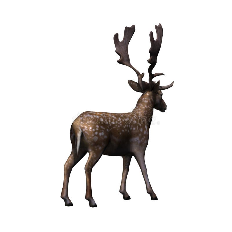 Fallow Deer Stock Illustrations – 498 Fallow Deer Stock Illustrations ...