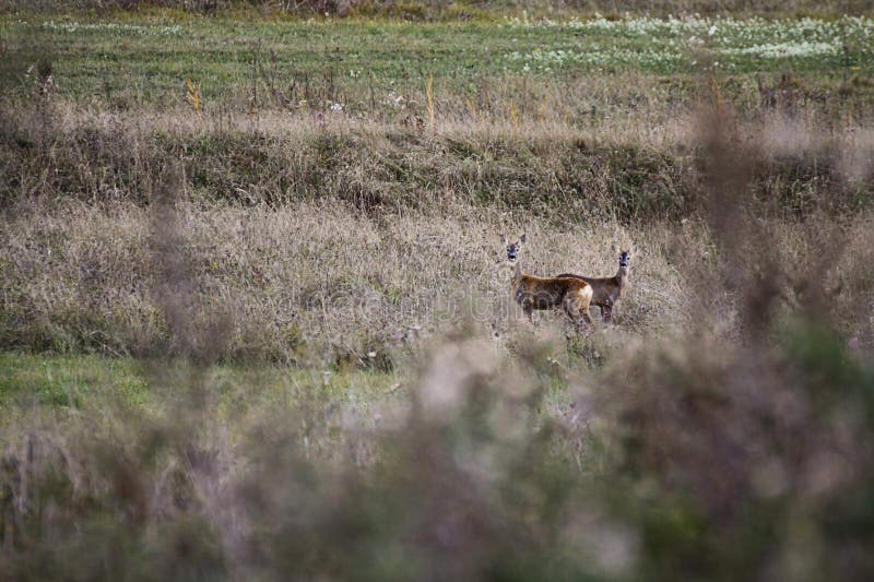 Wild animals stock image. Image of fieldthey, animals - 130590523