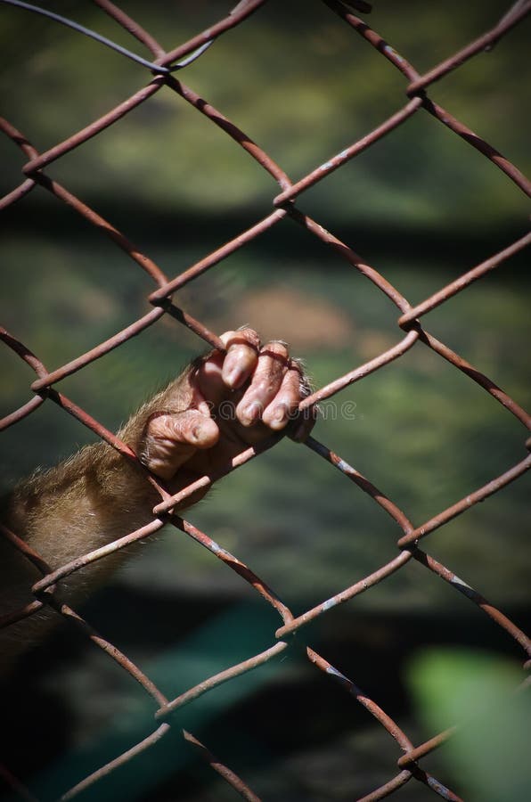 Wild animals and freedom stock image. Image of captive - 76313913