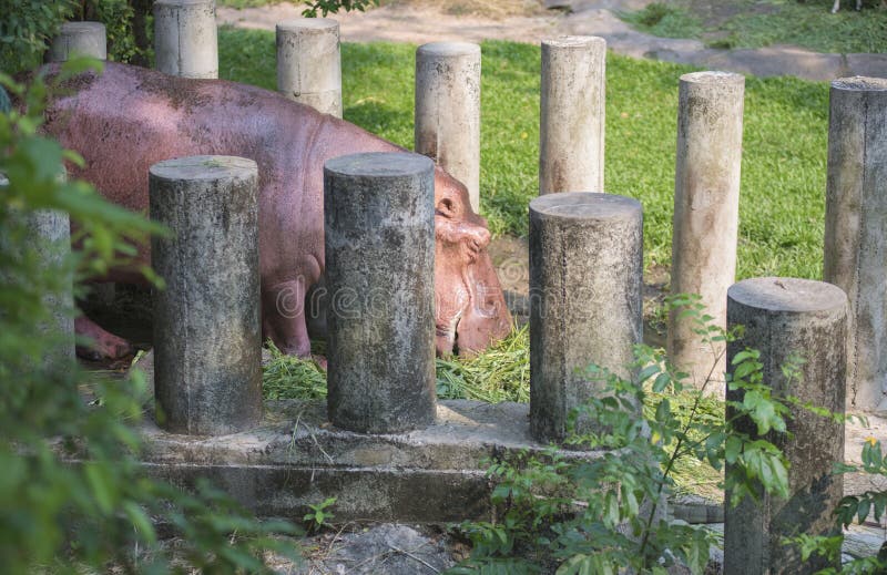 The Wild Animals are Kept in a Natural Open Zoo Stock Image - Image of ...