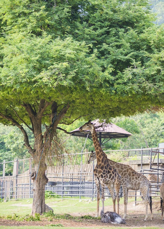 The Wild Animals are Kept in a Natural Open Zoo Stock Image - Image of ...
