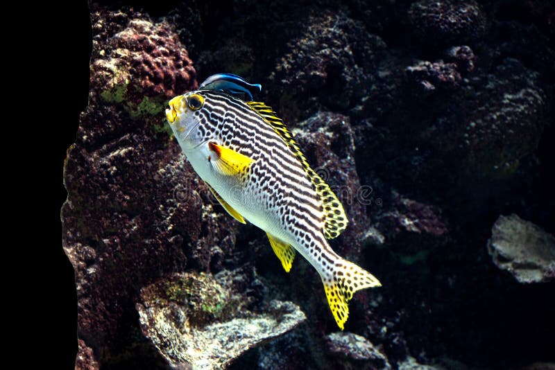 Wild Animals. Wild Nature. Fish. Stock Image - Image of colors, nature ...