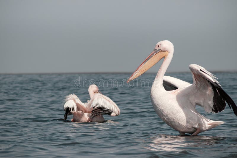 Wild Animals. Group of Great White Pelicans in the Water Stock Image ...