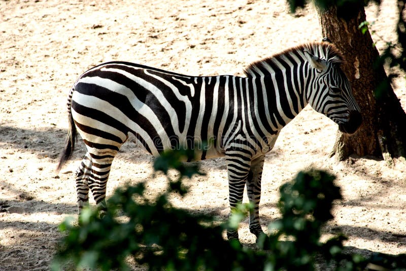 Wild Animals. Wild Nature. Zebra. Stock Photo - Image of restingn ...