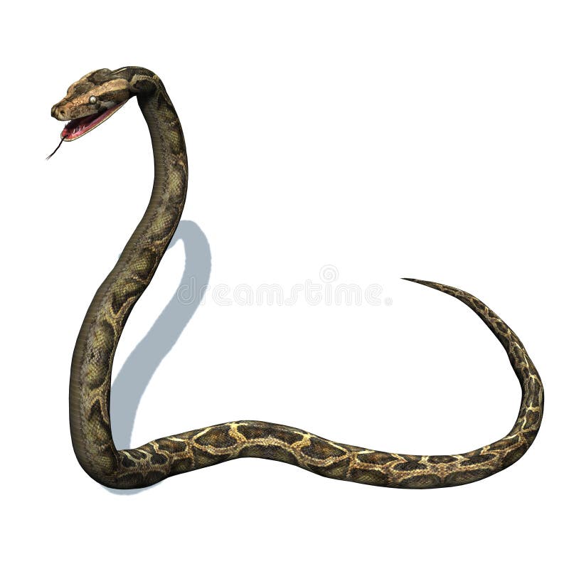 Wild Animals - Python with Shadow on the Floor - Isolated on White ...