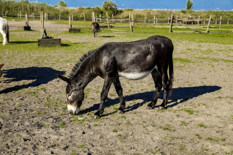 Wild animals on the ranch stock image. Image of outdoors - 187861923