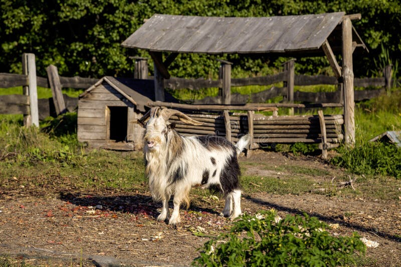 Wild animals on the ranch stock photo. Image of goat - 187861990